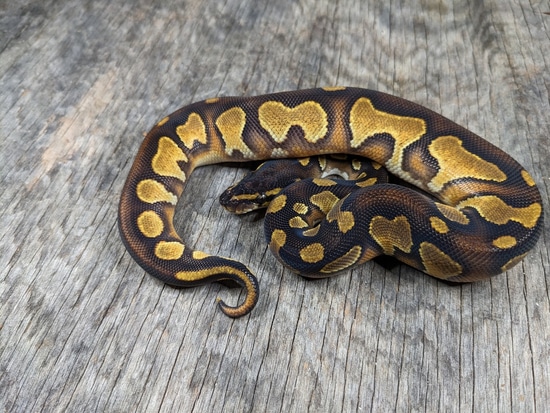 Blackhead Enchi 100% Het Hypo Pied! Ball Python by Snowgyre Reptiles
