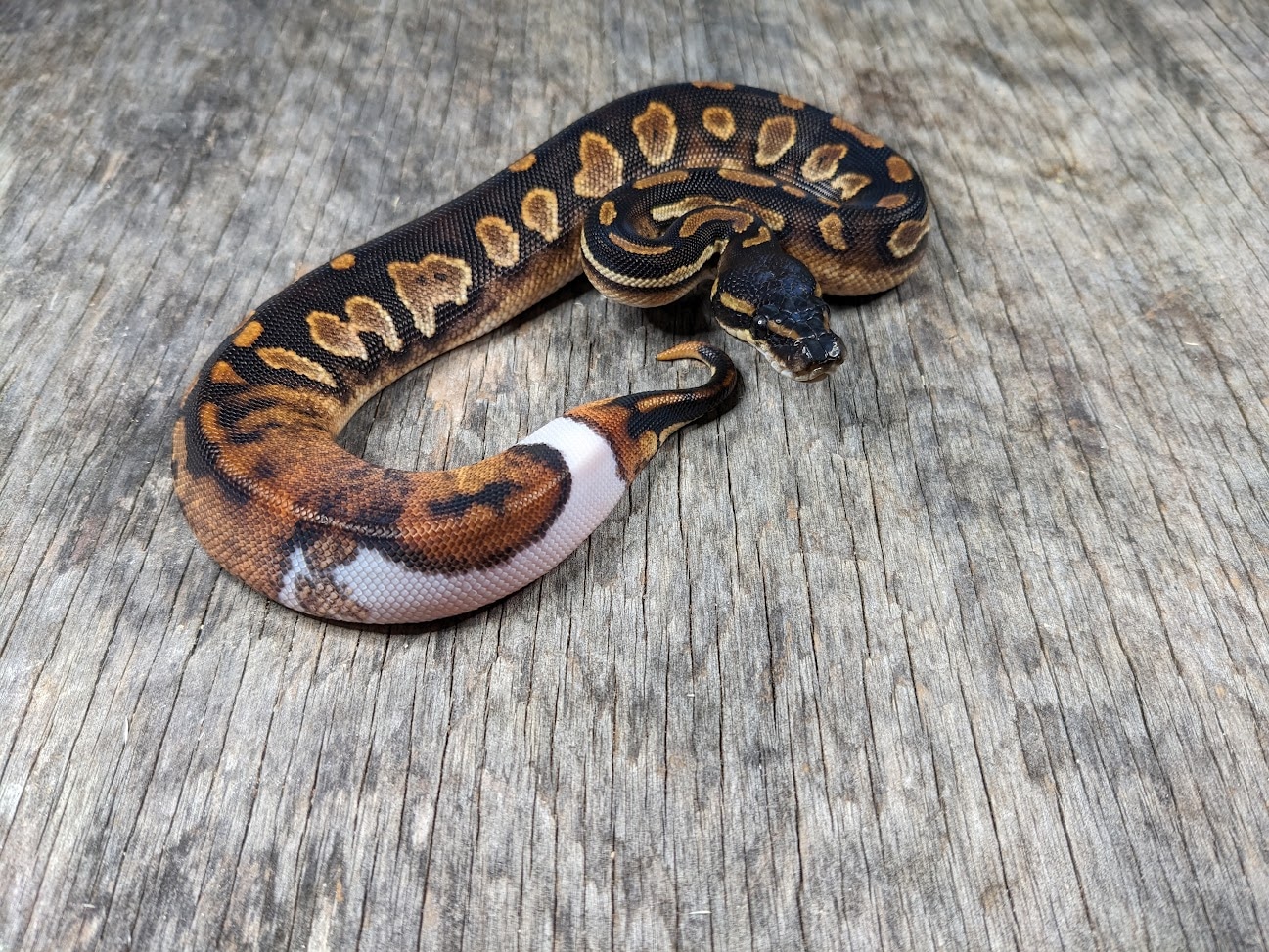Blackhead Calico 50% Het Pied Ball Python by Snowgyre Reptiles ...