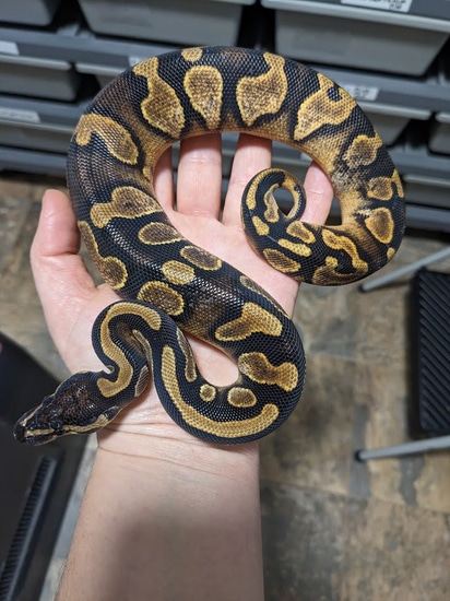 Calico 50% Het Pied Ball Python by Snowgyre Reptiles