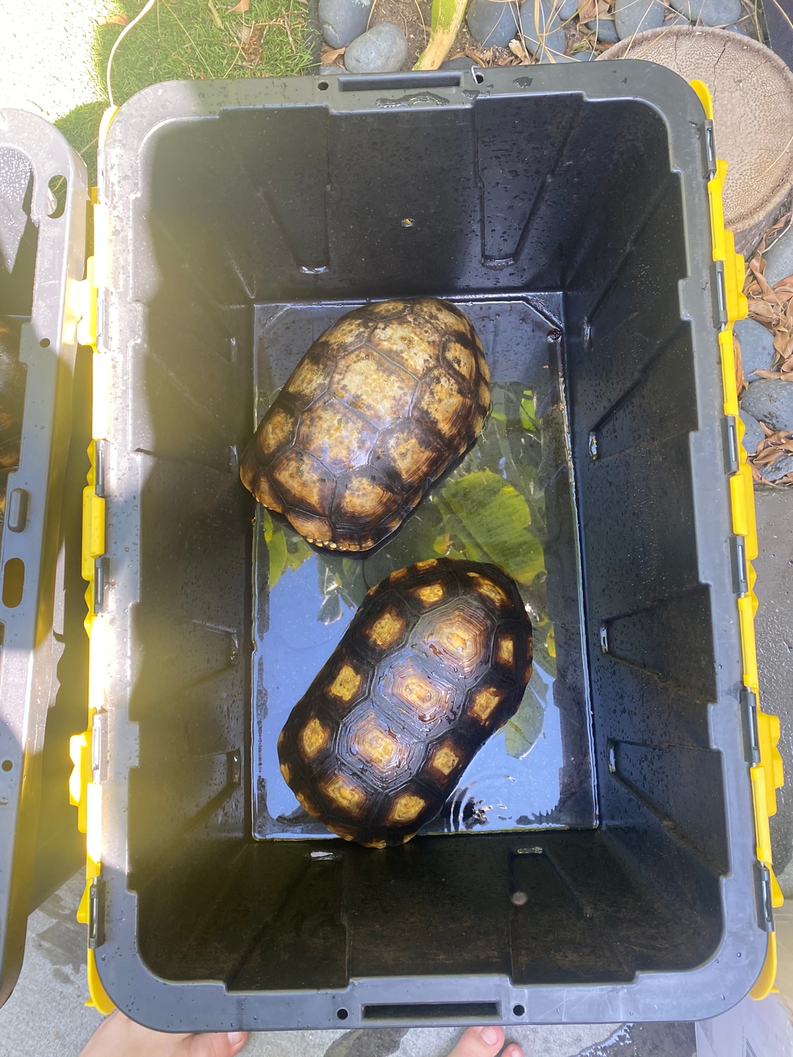 Yellow Foot Tortoise Yellow-Footed Tortoise by pacific Chelonians ...