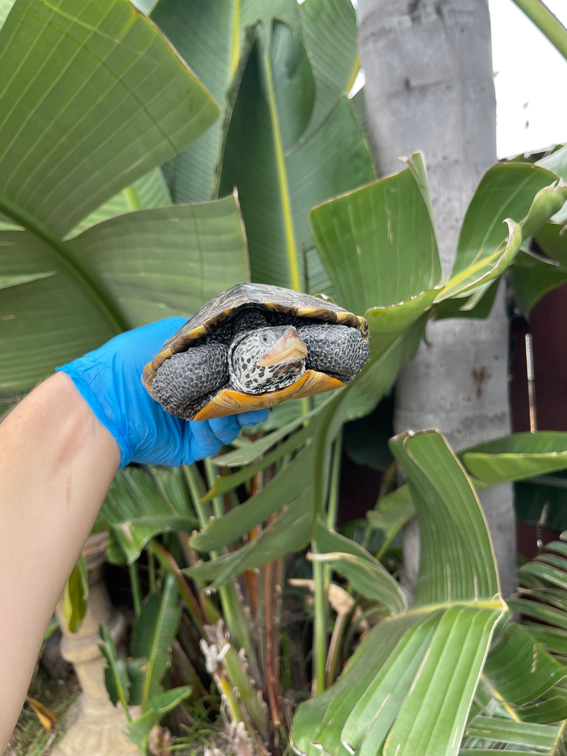 Adult Female Gulfcoast Diamond Back Terripen Box Turtles & Terrapin by ...
