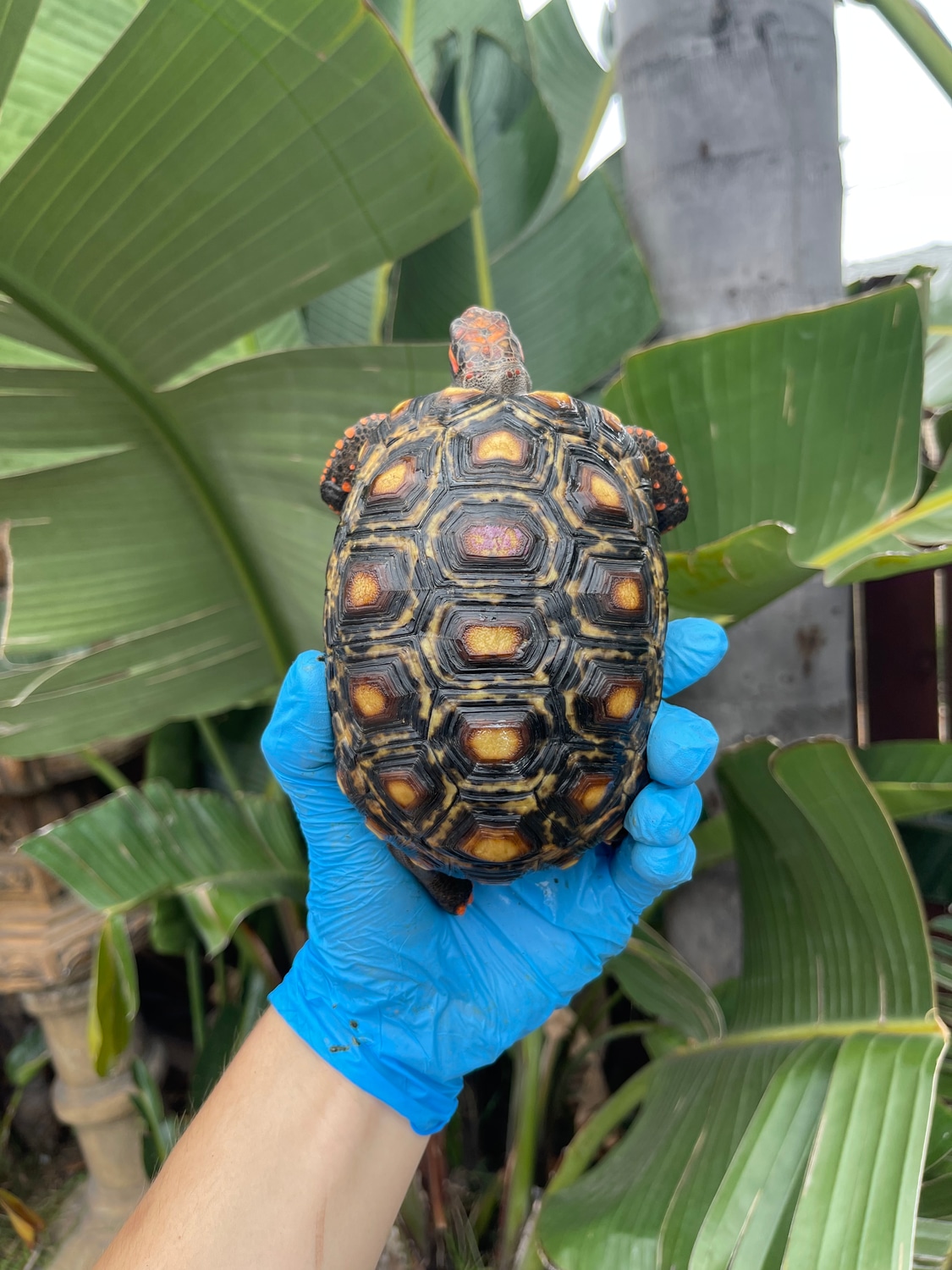 Cherry Head Female #8 Red-footed Tortoise by pacific Chelonians ...