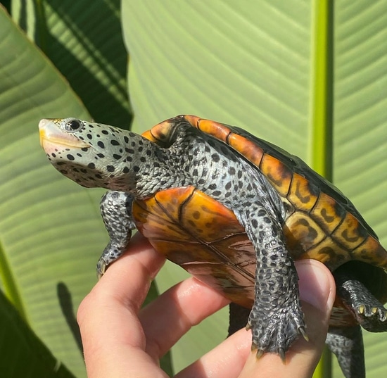 Gulf Coast Diamond Back Terrapin Box Turtle by pacific Chelonians
