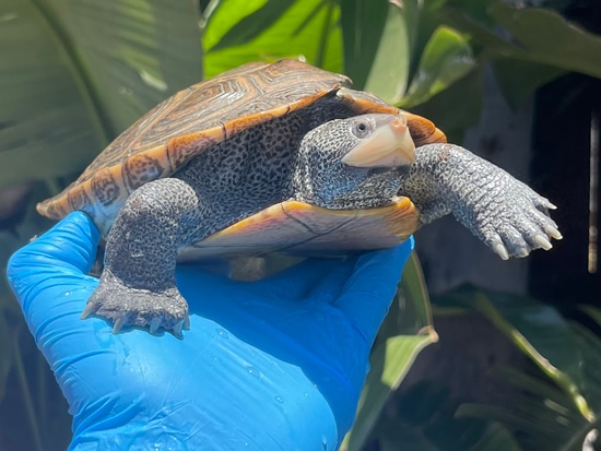Huge Breeder Female Northern Diamond Back Terrapin Box Turtle by pacific Chelonians