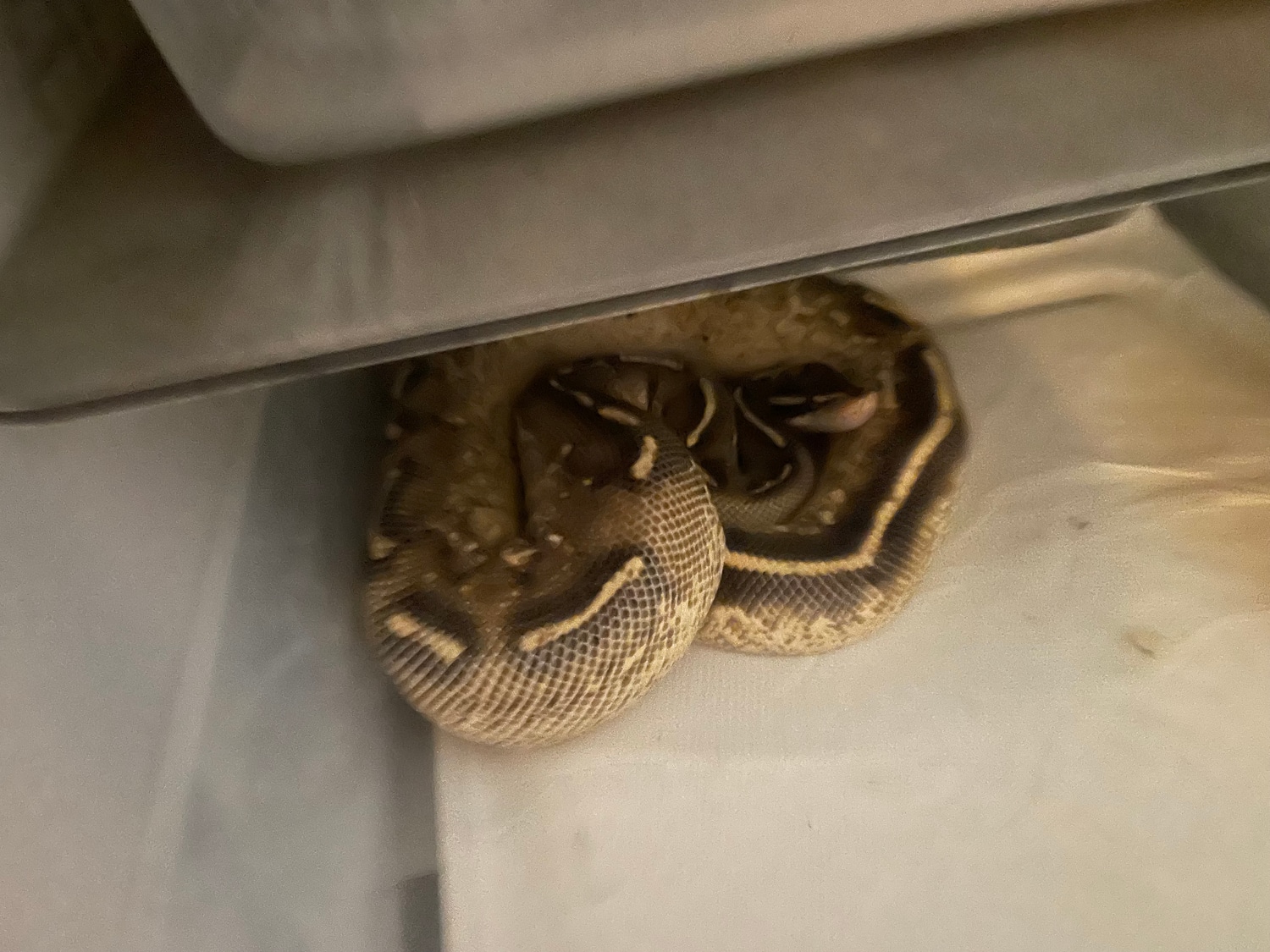 Highway Ball Python by The Misfit Army - MorphMarket