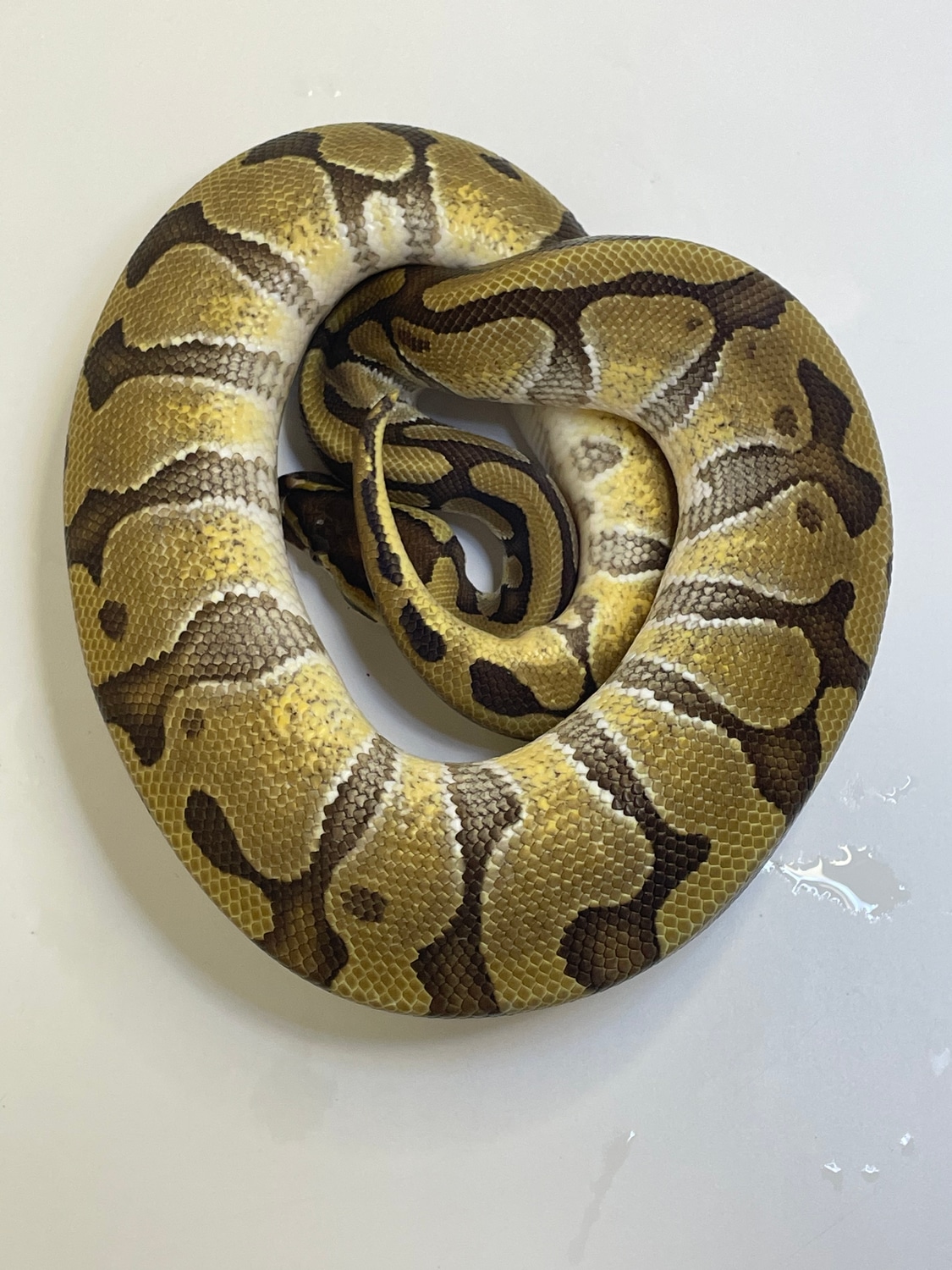 Beautiful Quality Single Gene Enchi Ball Python by The Misfit Army ...