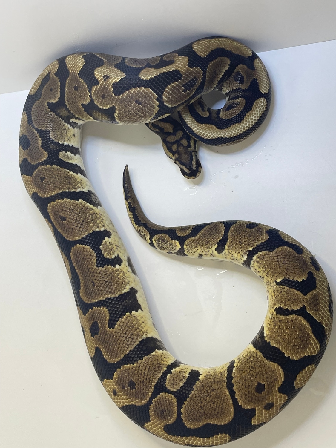 Spotnose Ball Python by The Misfit Army - MorphMarket