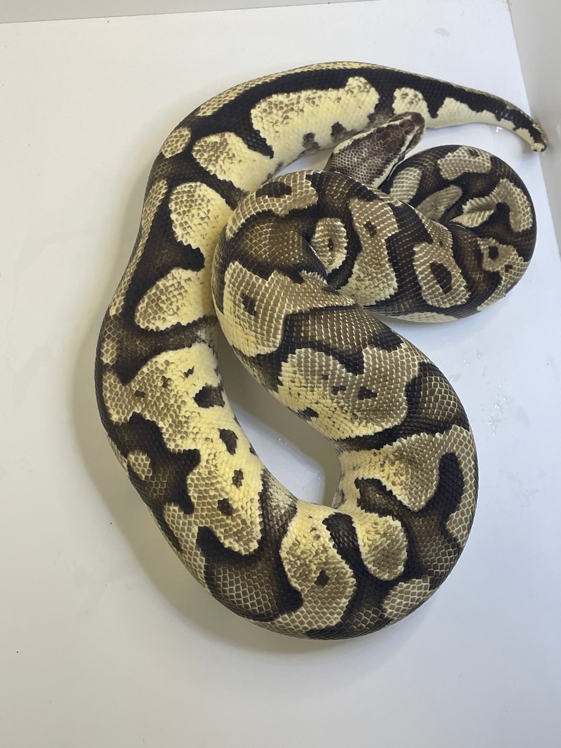Pastel Ball Python by The Misfit Army - MorphMarket