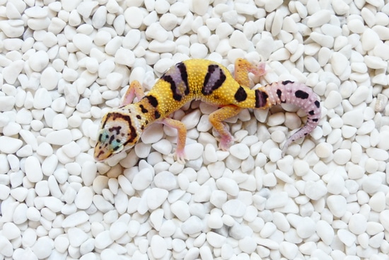Cb22 (SG) Ghost Pastel Eclipse Het TA Leopard Gecko by Geckos by Sophie