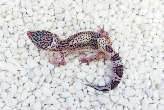 Cb22 Mack Snow Ghost Black Night Lavender Poss Het Raptor Leopard Gecko ...