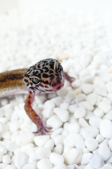 Cb23 Mack Snow Ghost Black Night Pos Het Raptor Leopard Gecko by Geckos ...