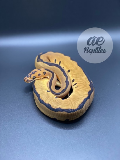 Leopard Blade Clown Ball Python by West Coast Reptiles
