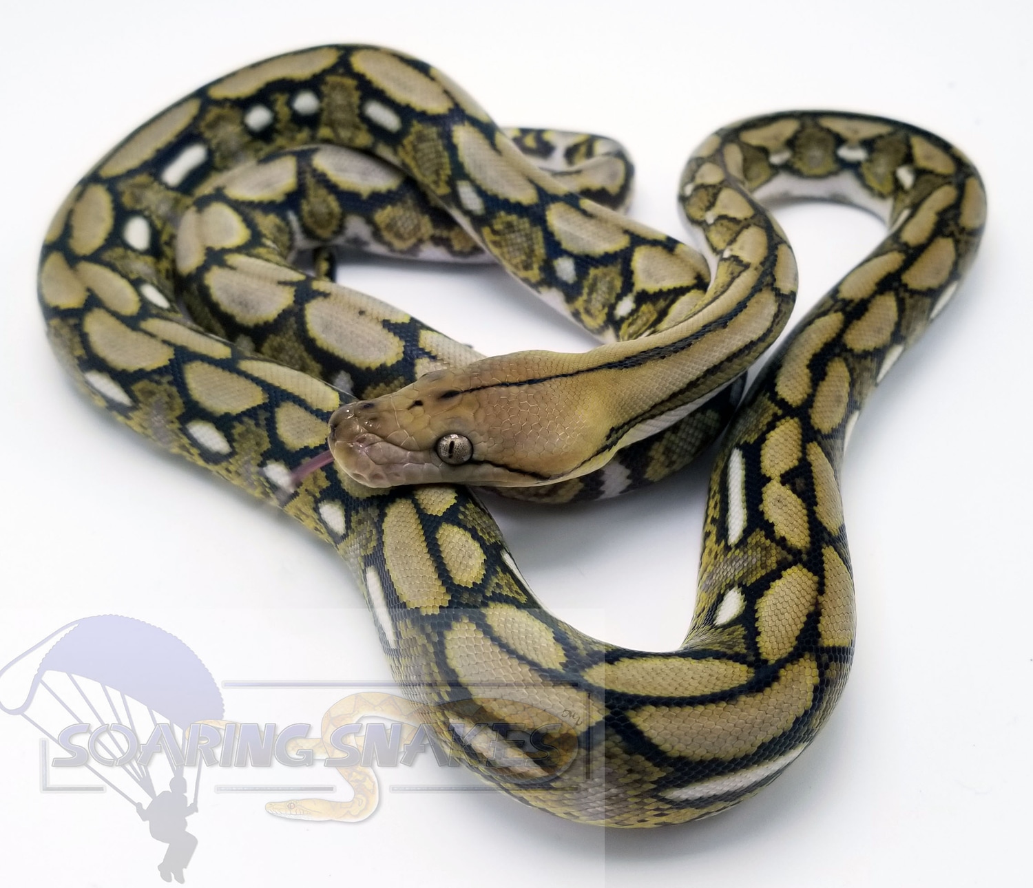 50% Super Dwarf Tiger Het Anery Possible Het Albino Reticulated Python ...