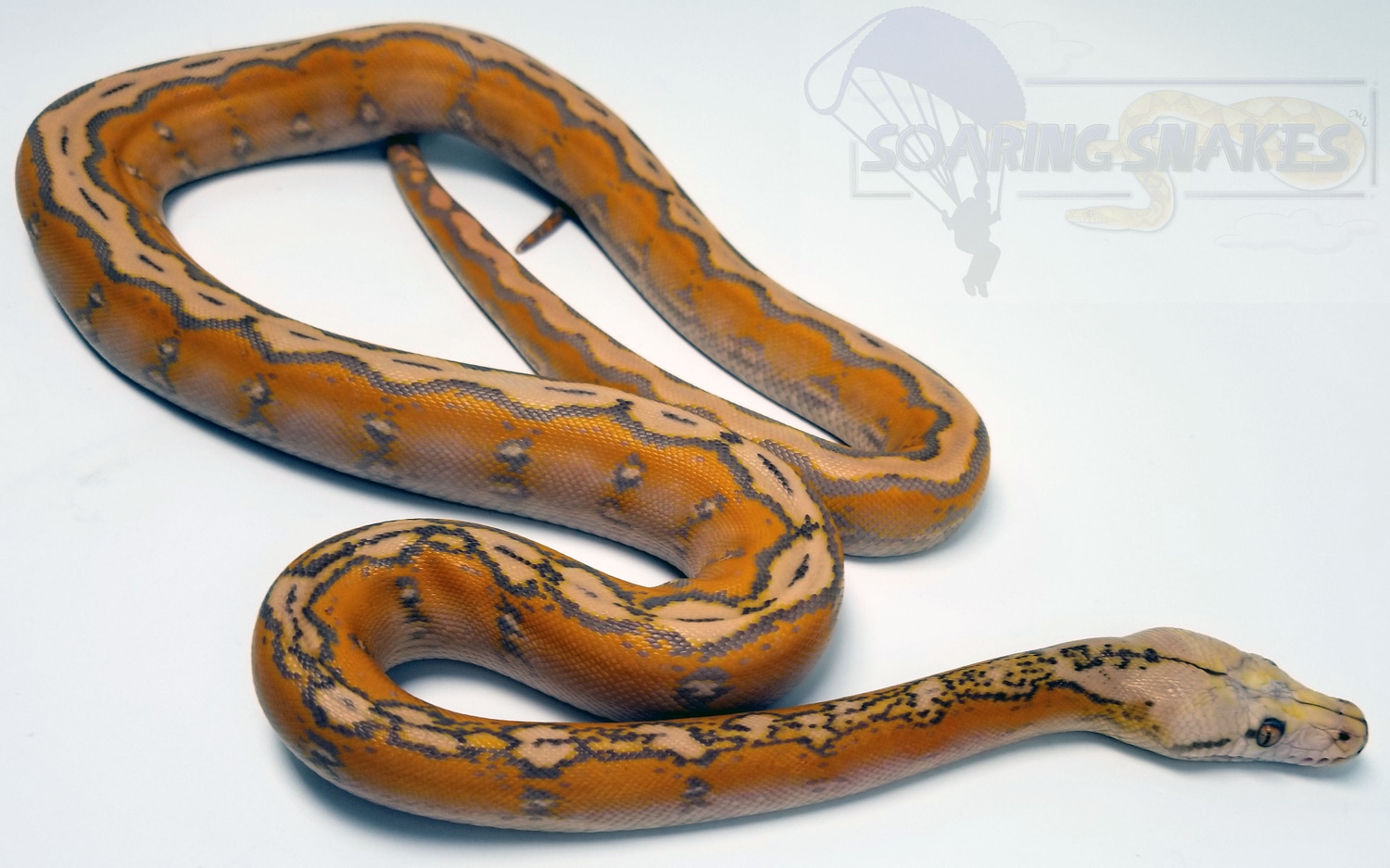 Purple Motley Reticulated Python by Soaring Snakes - MorphMarket