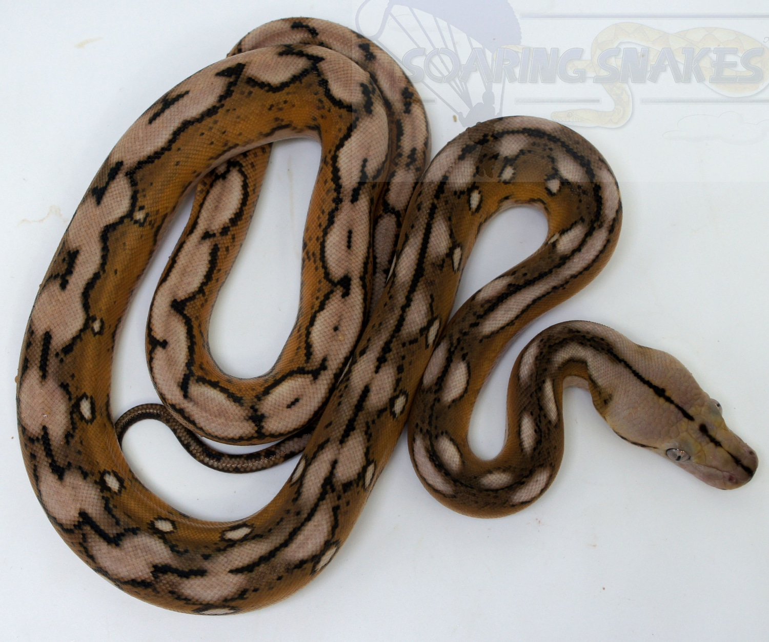Motley Platinum Tiger Het Albino Reticulated Python by Soaring Snakes ...