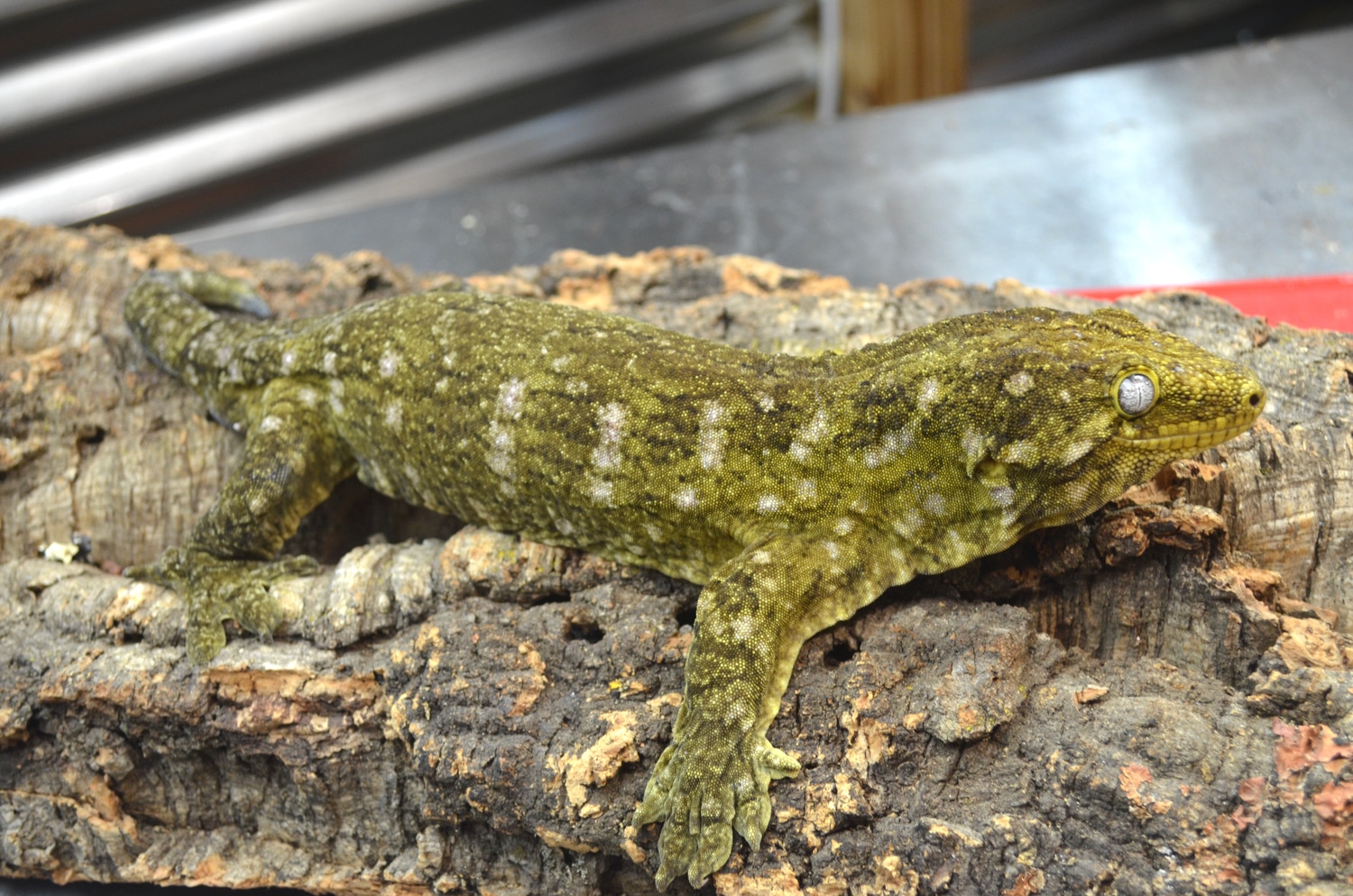 Bonded GT Pair Leachianus Gecko by Sunshine State Serpents - MorphMarket