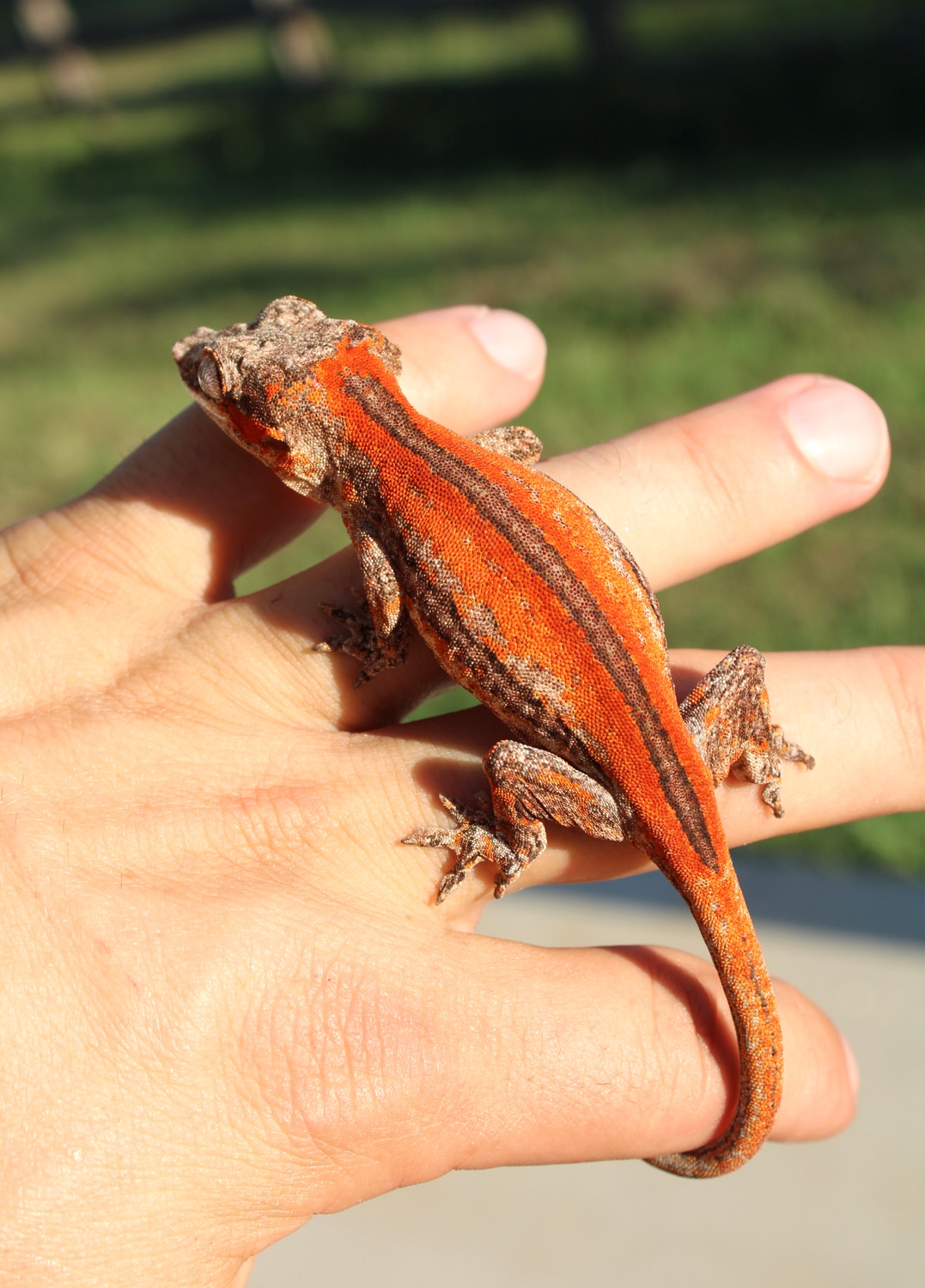 Sherbert X Wrangler Neon Stripe Gargoyle Gecko by Sunshine State ...