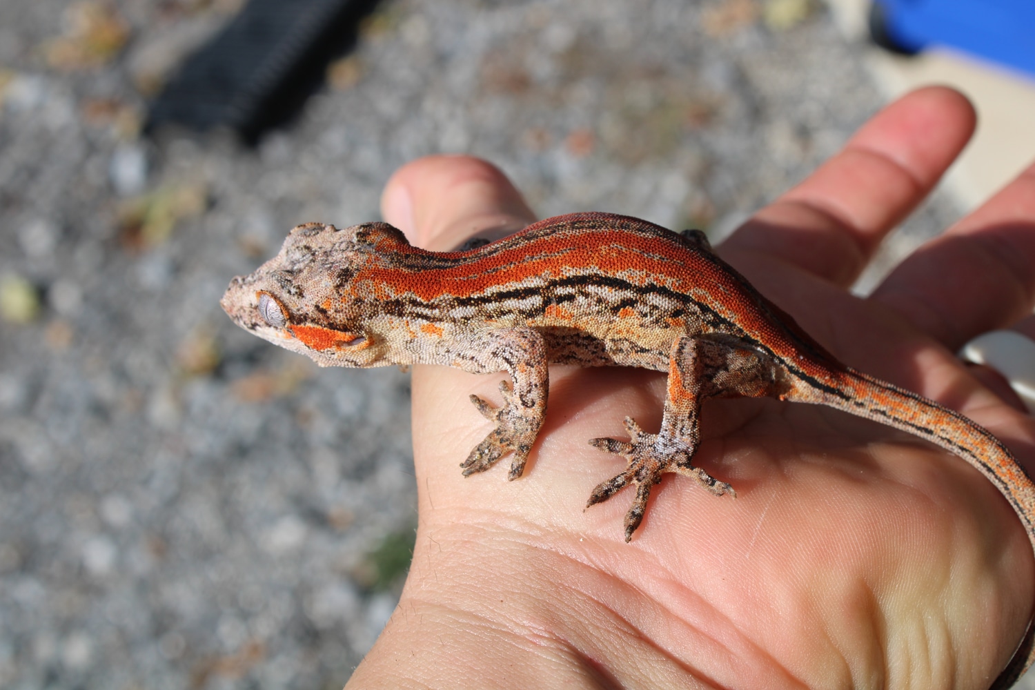 Female Red Super Stripe Gargoyle Gecko by Sunshine State Serpents ...
