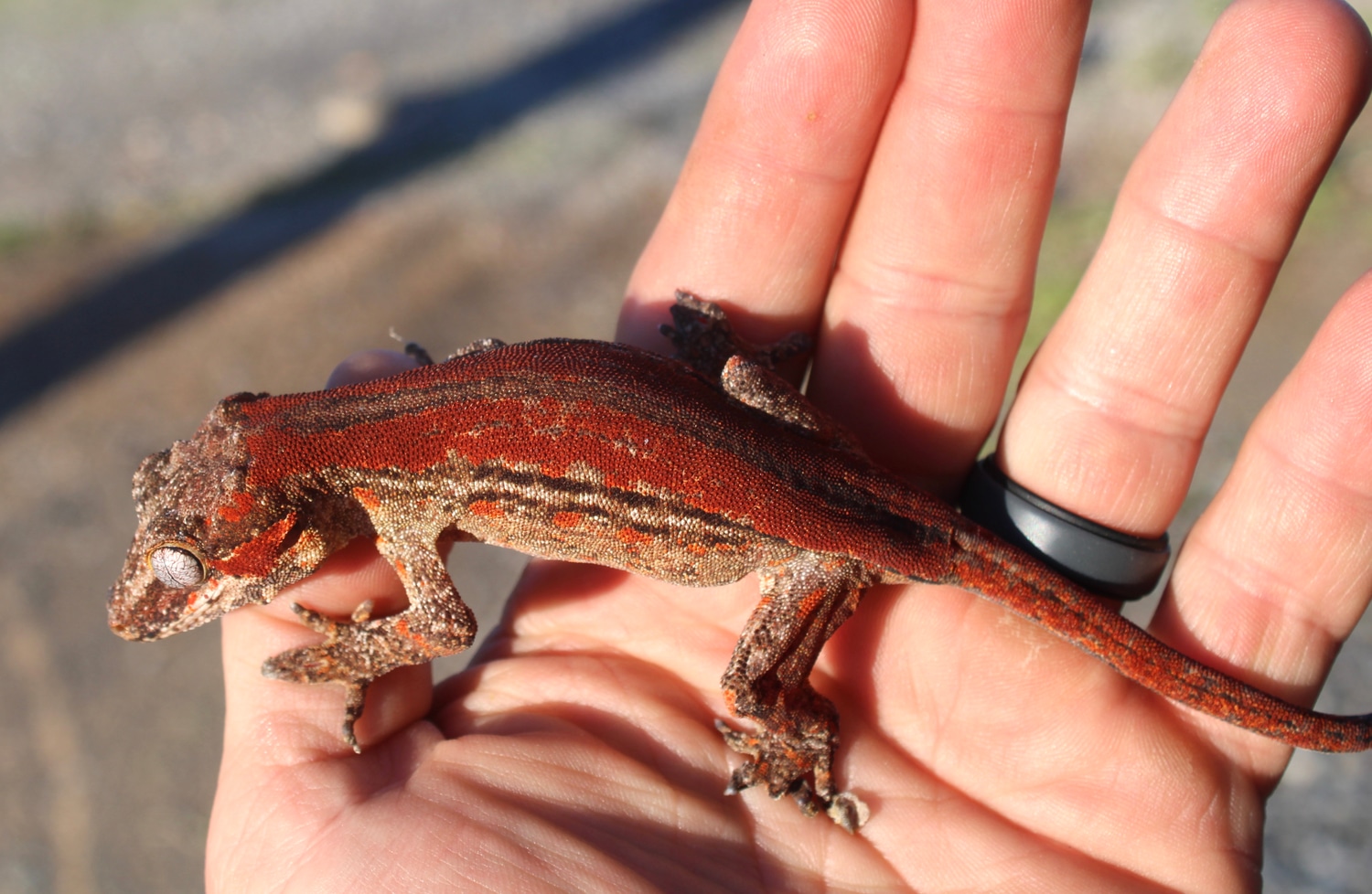 BB X Sheila Red Stripe Female Gargoyle Gecko by Sunshine State Serpents ...