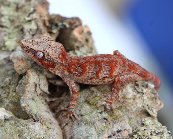 Bugs X Jewel Red Blotch-High Quality-Free Shipping Gargoyle Gecko by ...