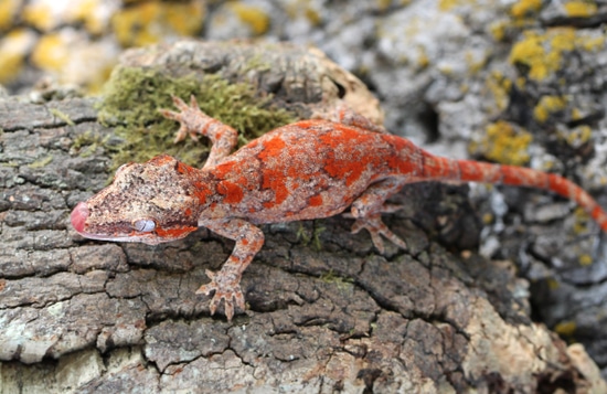 Bright Red Bugs Jewel Blotch Gargoyle Gecko by Sunshine State Serpents