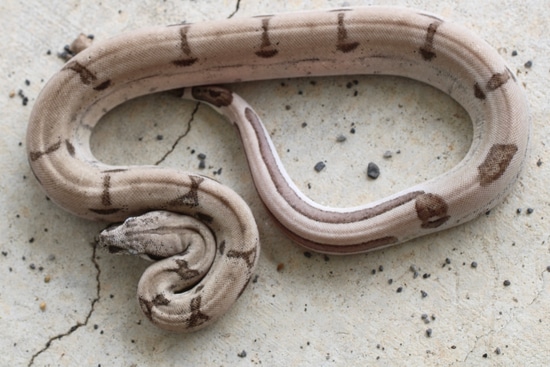 Probable Super Ghost 66% Het Kahl Albino Boa Constrictor by Sunshine ...