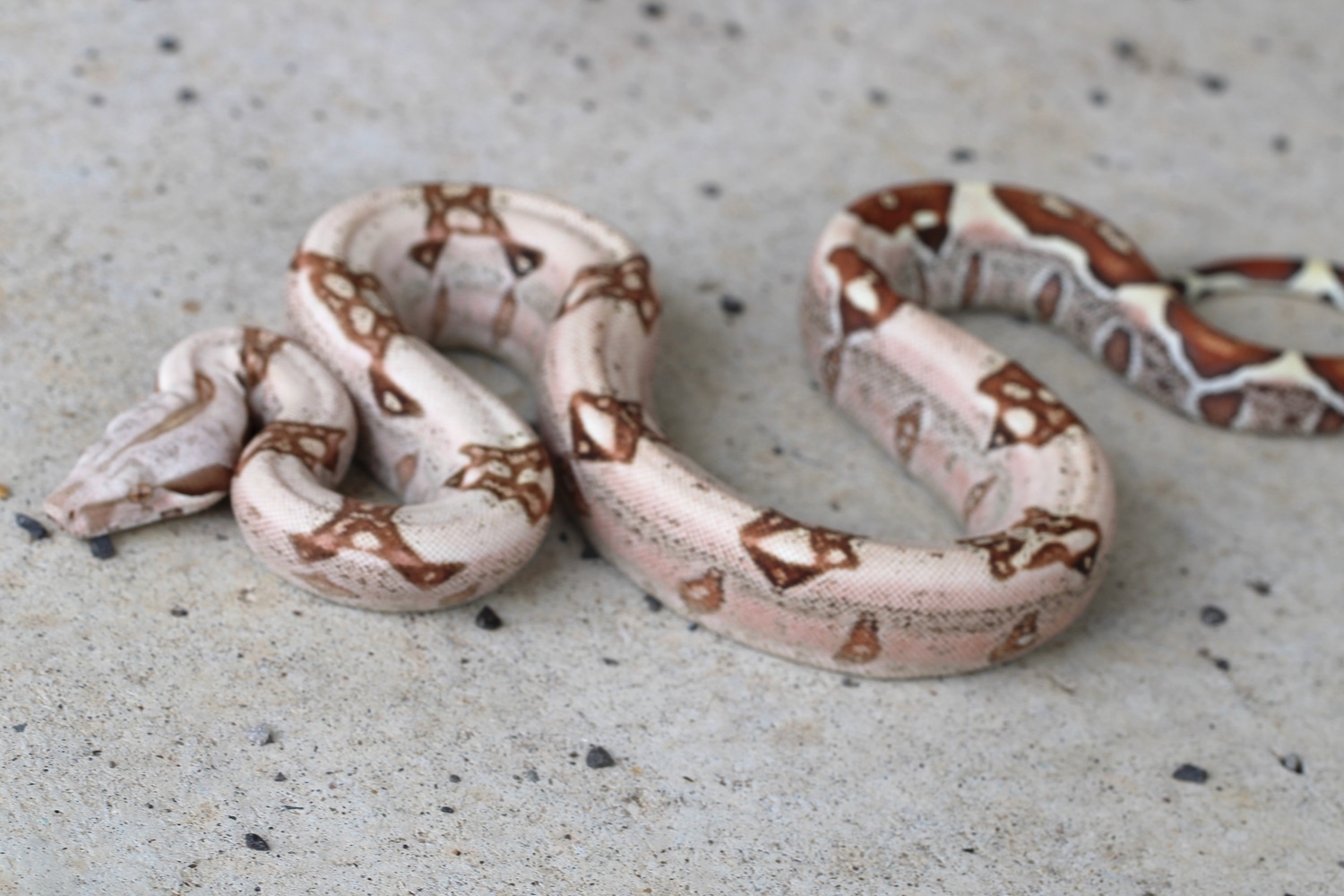 DD Pink Panther VPI Albino Boa Constrictor by Sunshine State Serpents ...