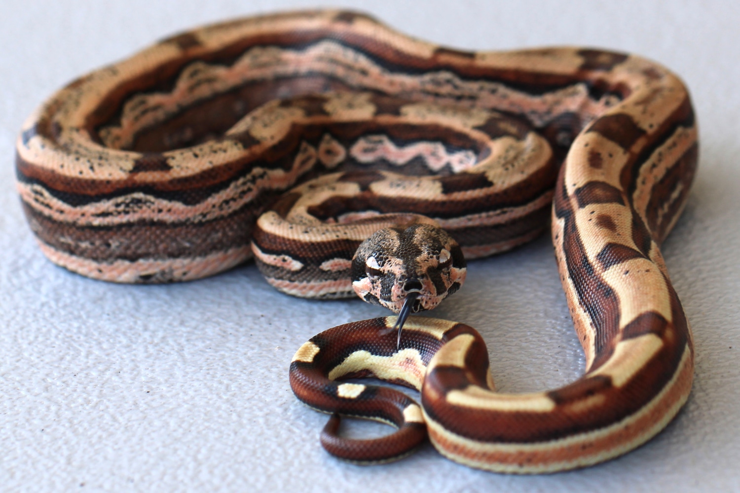RARE-PDMT Hypo Inca Arabesque Het Kahl Male Boa Constrictor by Sunshine ...