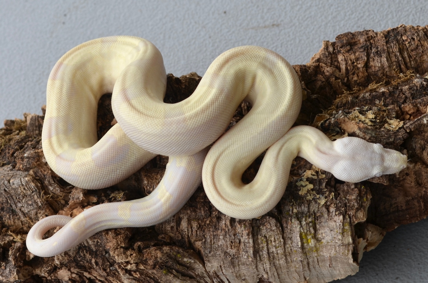 Motley Moonglow Boa Constrictor by Sunshine State Serpents - MorphMarket