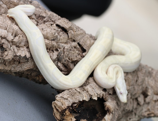 Motley Moonglow Boa Constrictor by Sunshine State Serpents