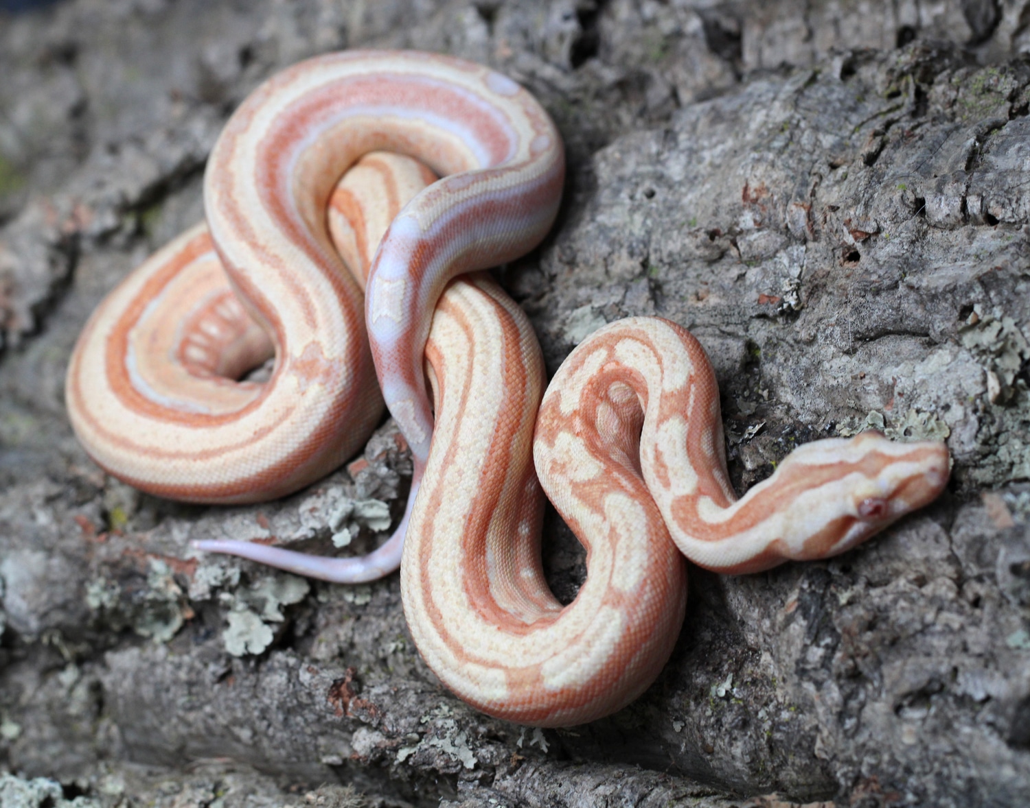 World’s First- Inca Arabesque Jungle Kahl Albino Boa Constrictor by ...