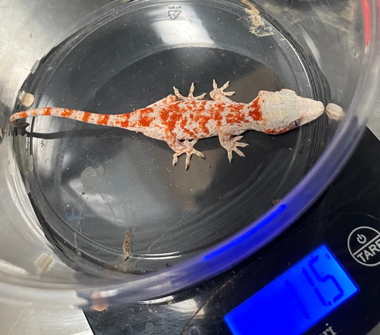 Bugs X Jewel Red Blotch Gargoyle Gecko by Sunshine State Serpents
