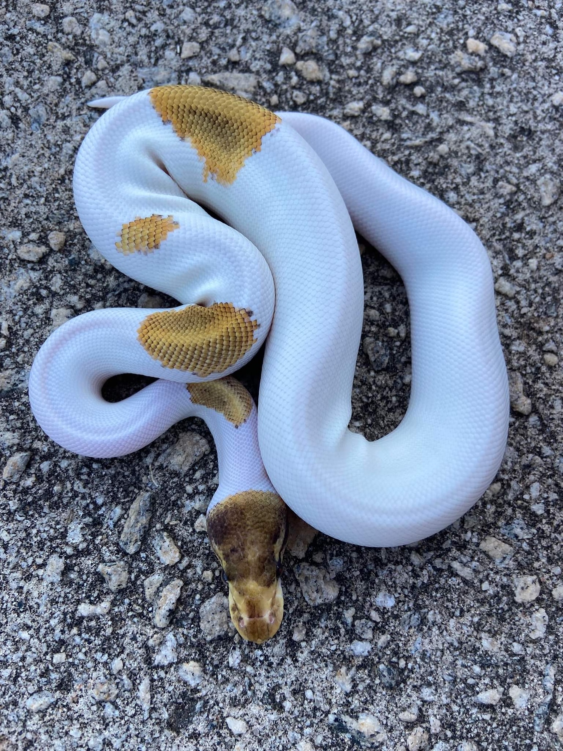 Mojave Yellow Belly Fire Pied Ball Python by Slither on Board Serpents ...