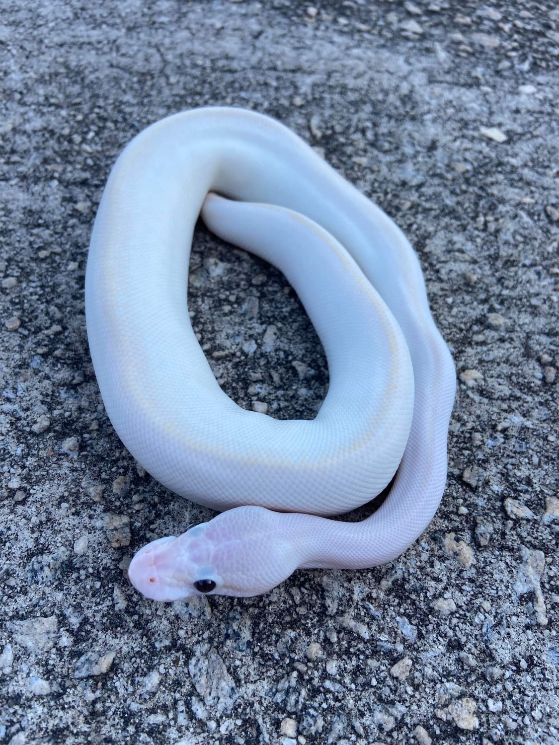 Black Pastel Fire Ivory Ball Python by Slither on Board Serpents ...