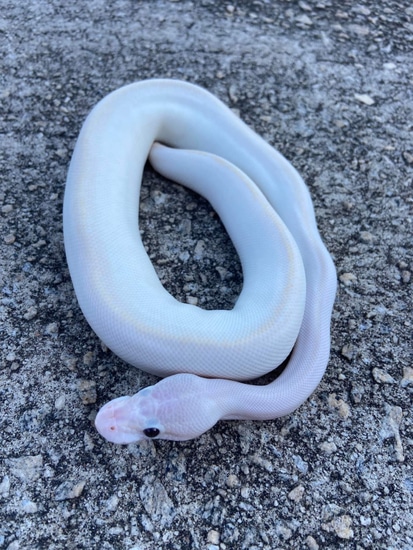 Black Pastel Fire Ivory Ball Python by Slither on Board Serpents