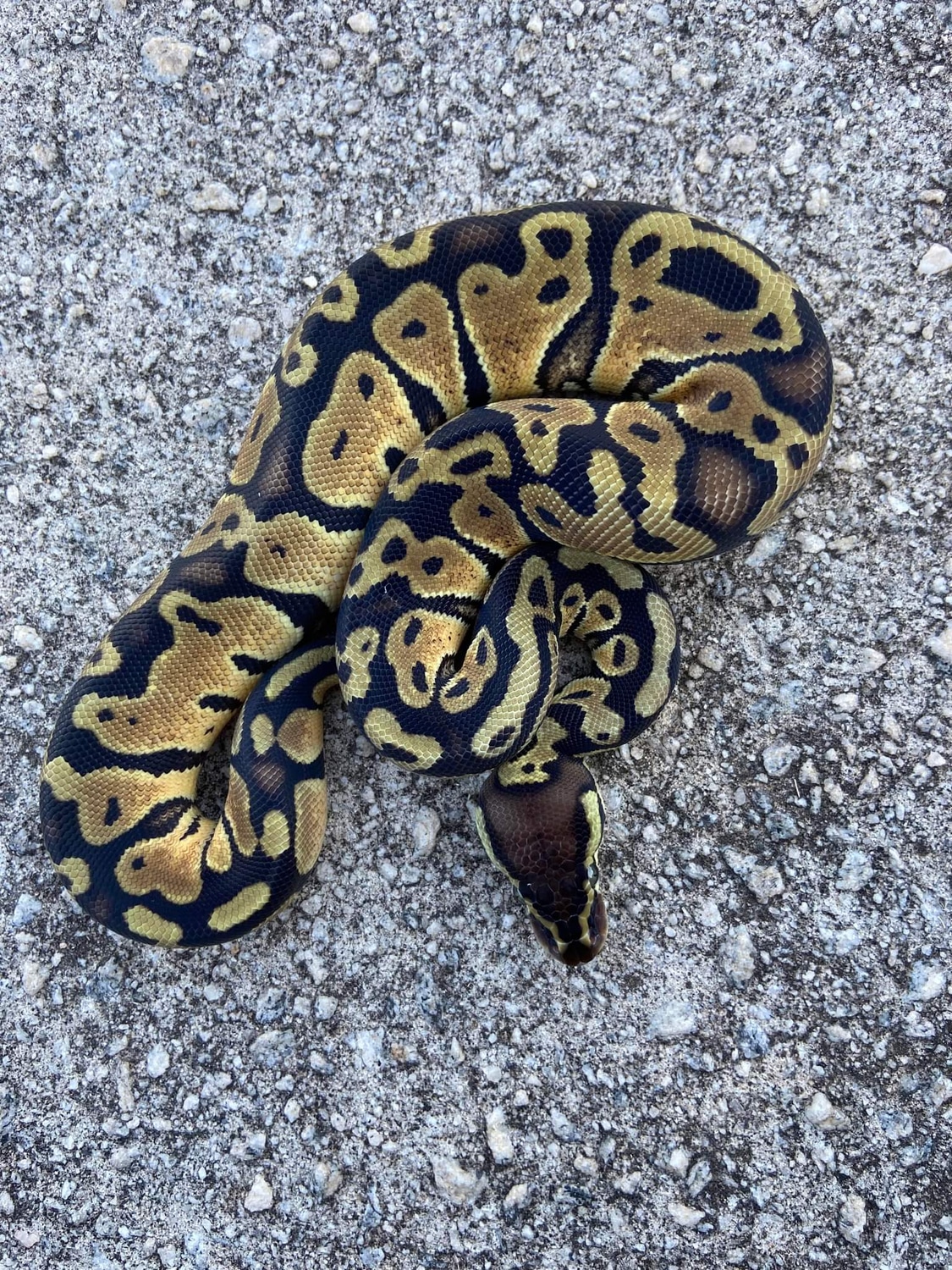 Pastel Ball Python by Slither on Board Serpents - MorphMarket
