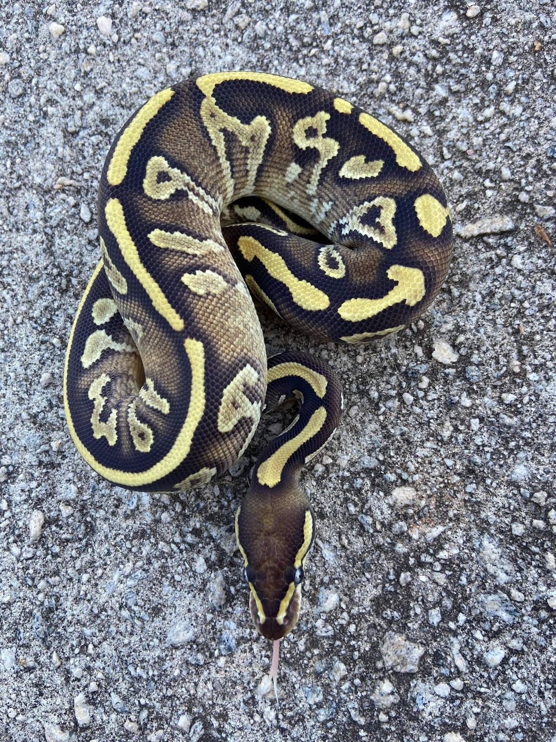 Mojave Black Head YB Red Gene Het Pied Poss Ringer Ball Python by ...