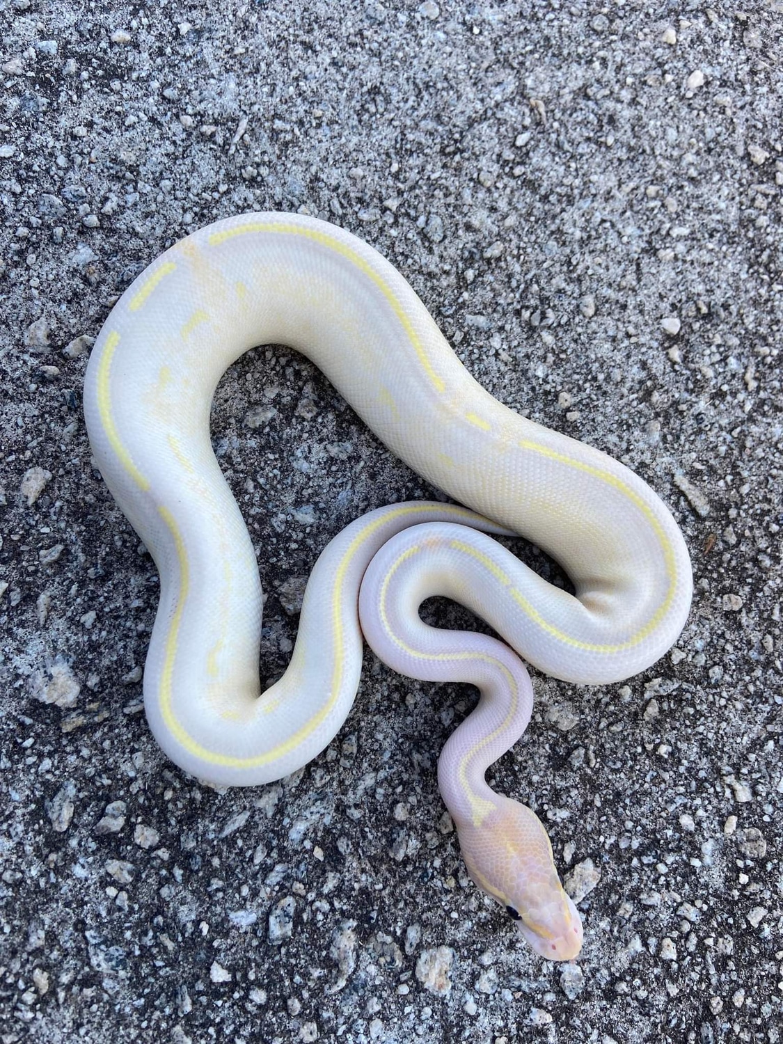 Banana Fire Highway Ball Python by Slither on Board Serpents - MorphMarket