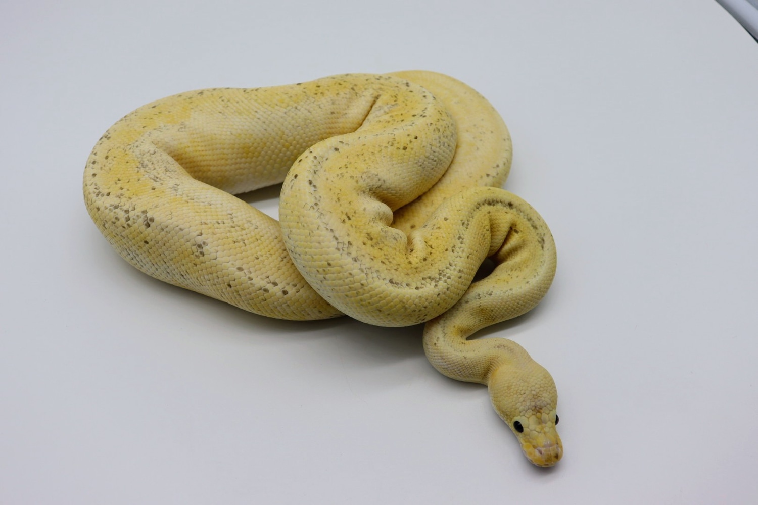 Super Pastel Champagne Yellow Belly Enchi Calico Ball Python by Slither ...