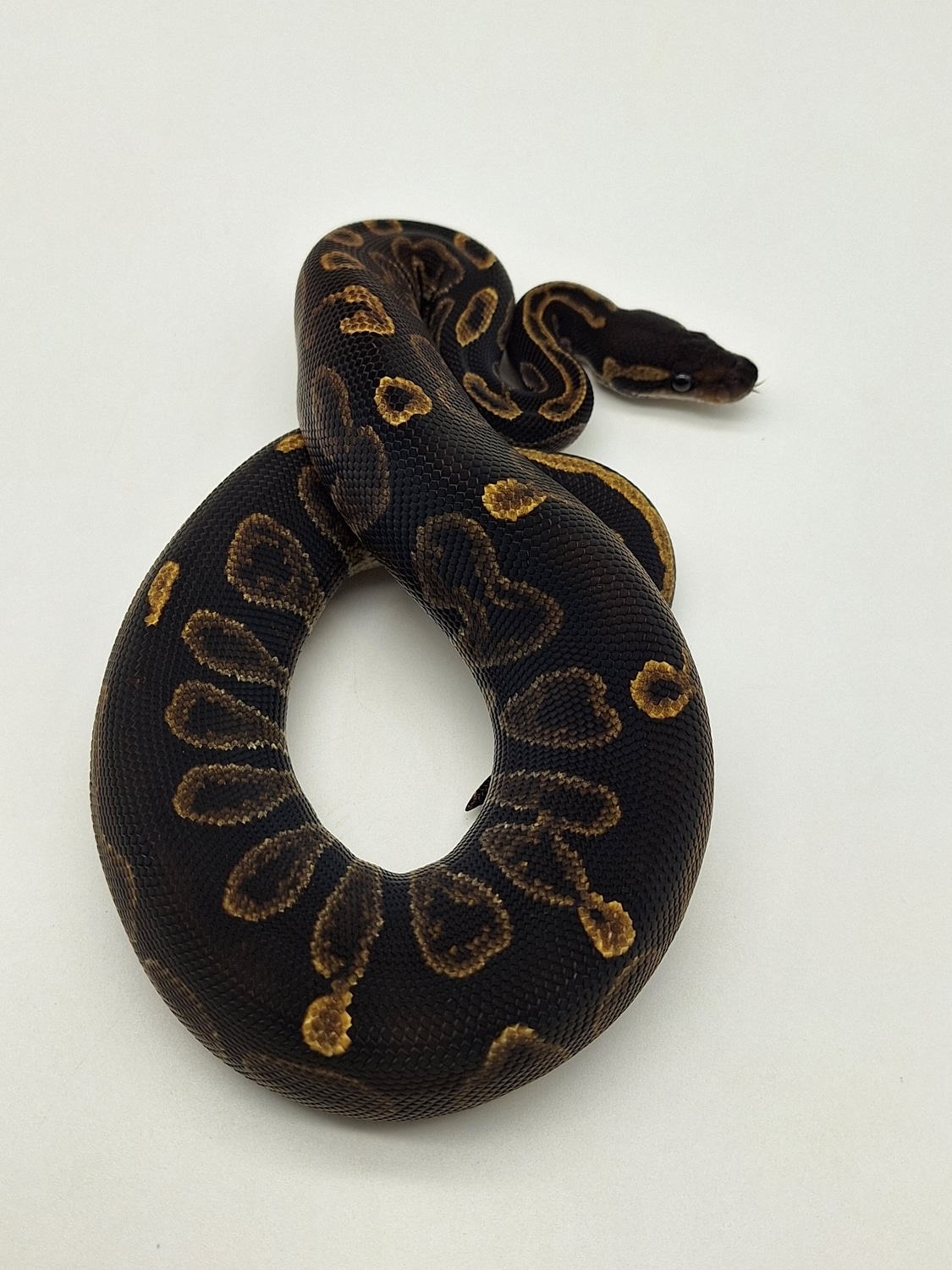 Blackhead GHI Ball Python by Slither on Board Serpents - MorphMarket