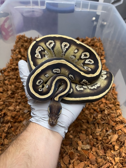Blackhead Mojave Yellowbelly Ball Python by Slither on Board Serpents
