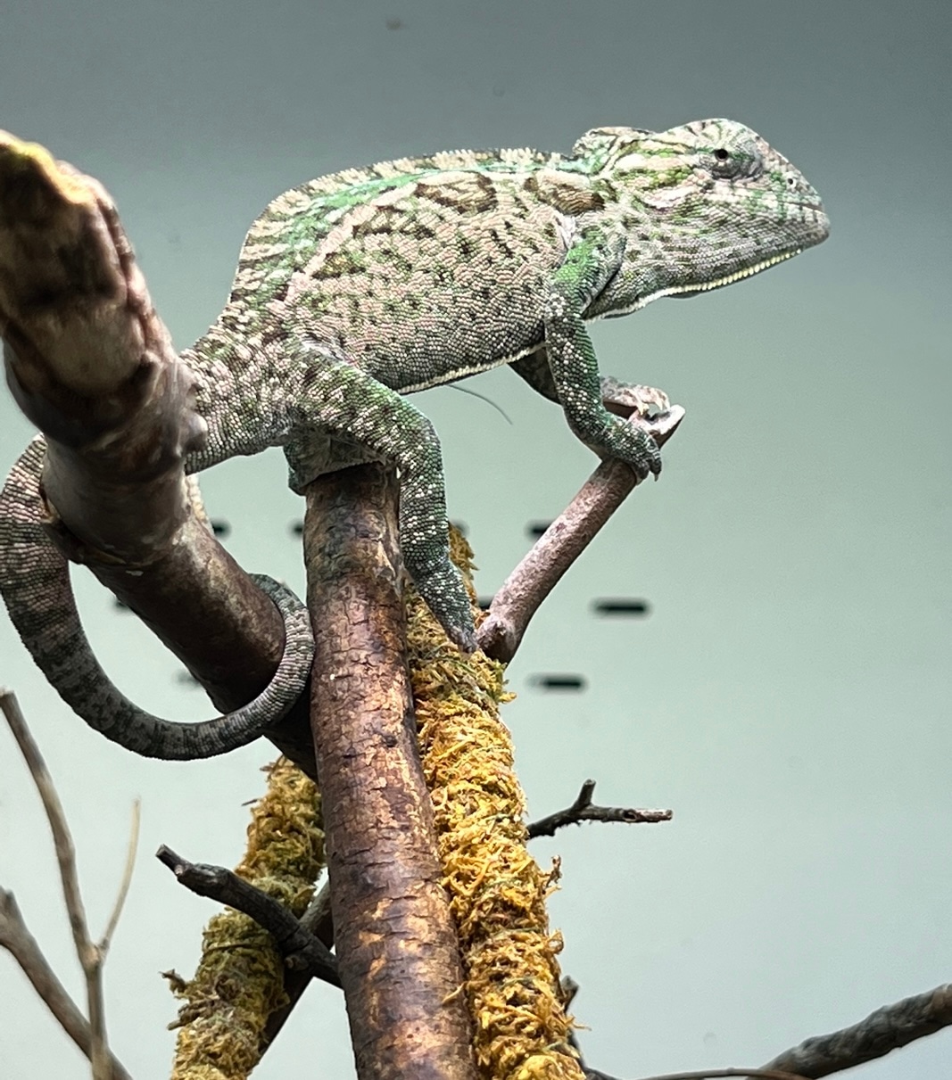 RTB Male Carpet Chameleon Other Chameleon by Sticky Fingaz Syndicate ...