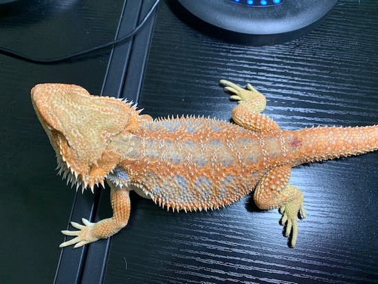 2022 High Red Hypo Blue Bar Het For Translucent Central Bearded Dragon ...