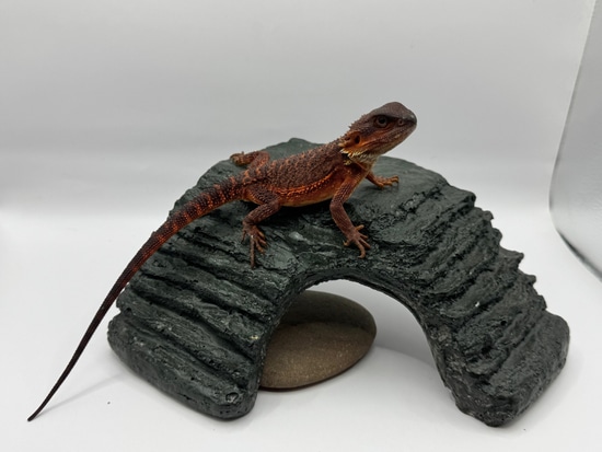 Translucent Red Monster Central Bearded Dragon by Pinnacle Dragons