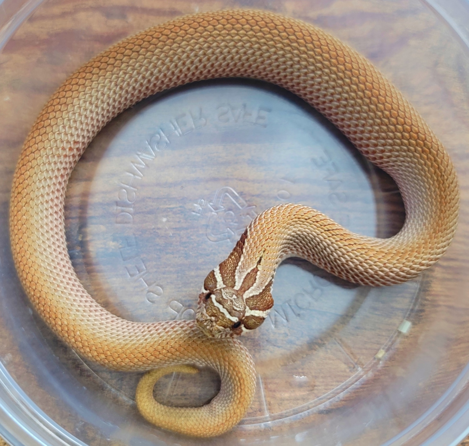 Superconda Het Snow Purple Line Western Hognose by SoCalHerps - MorphMarket