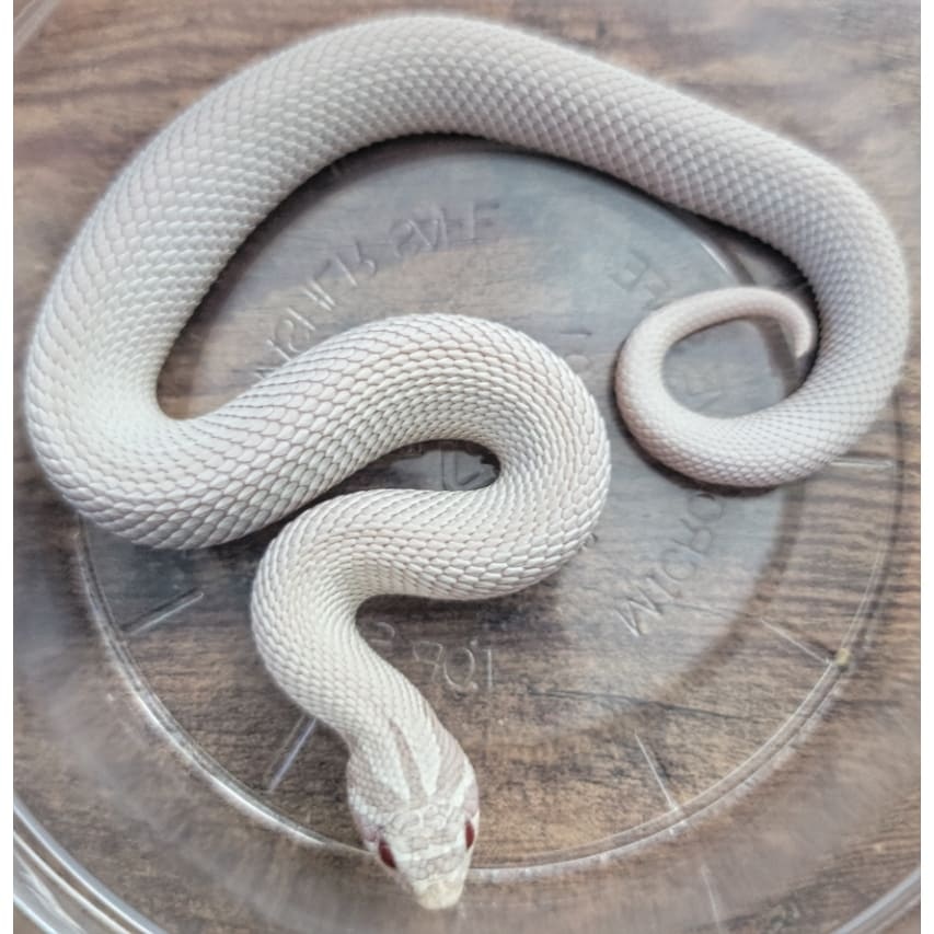 Snow Superconda Western Hognose by SoCalHerps - MorphMarket