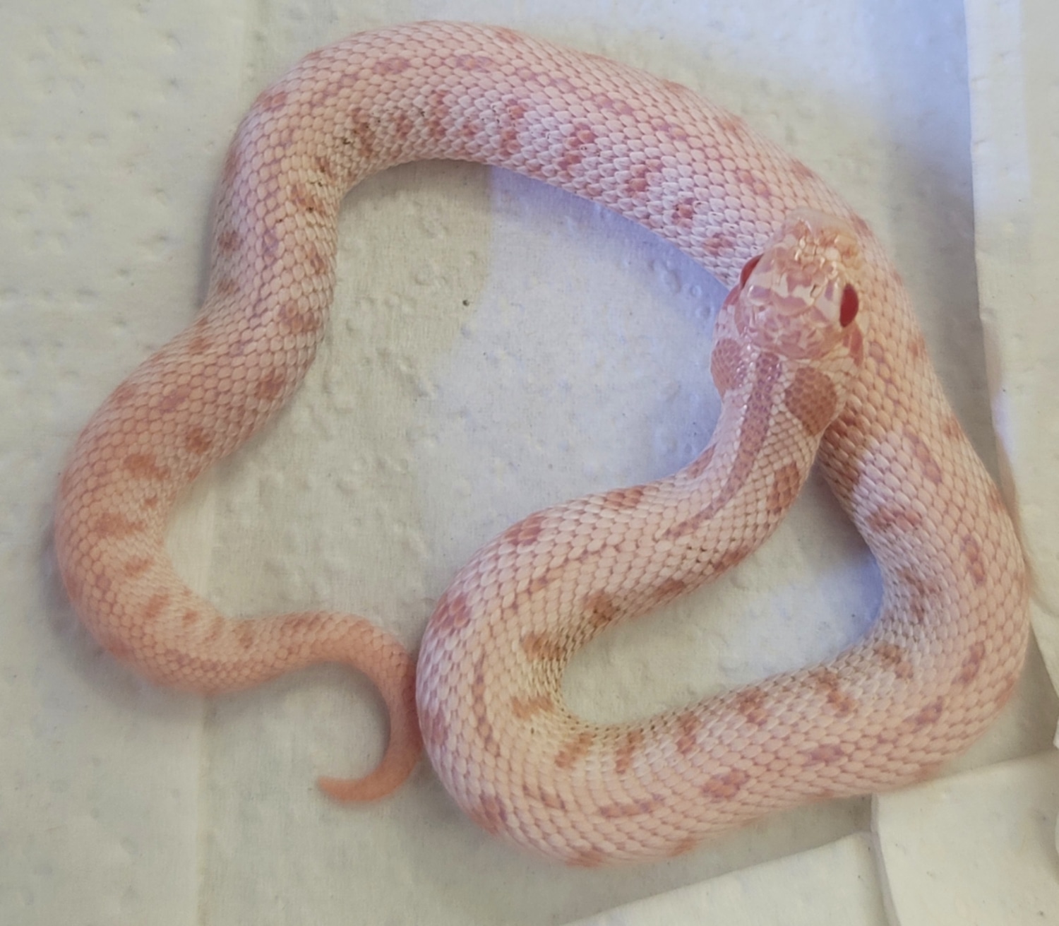 Super Arctic Albino Conda 66% Het Sable Western Hognose by SoCalHerps ...