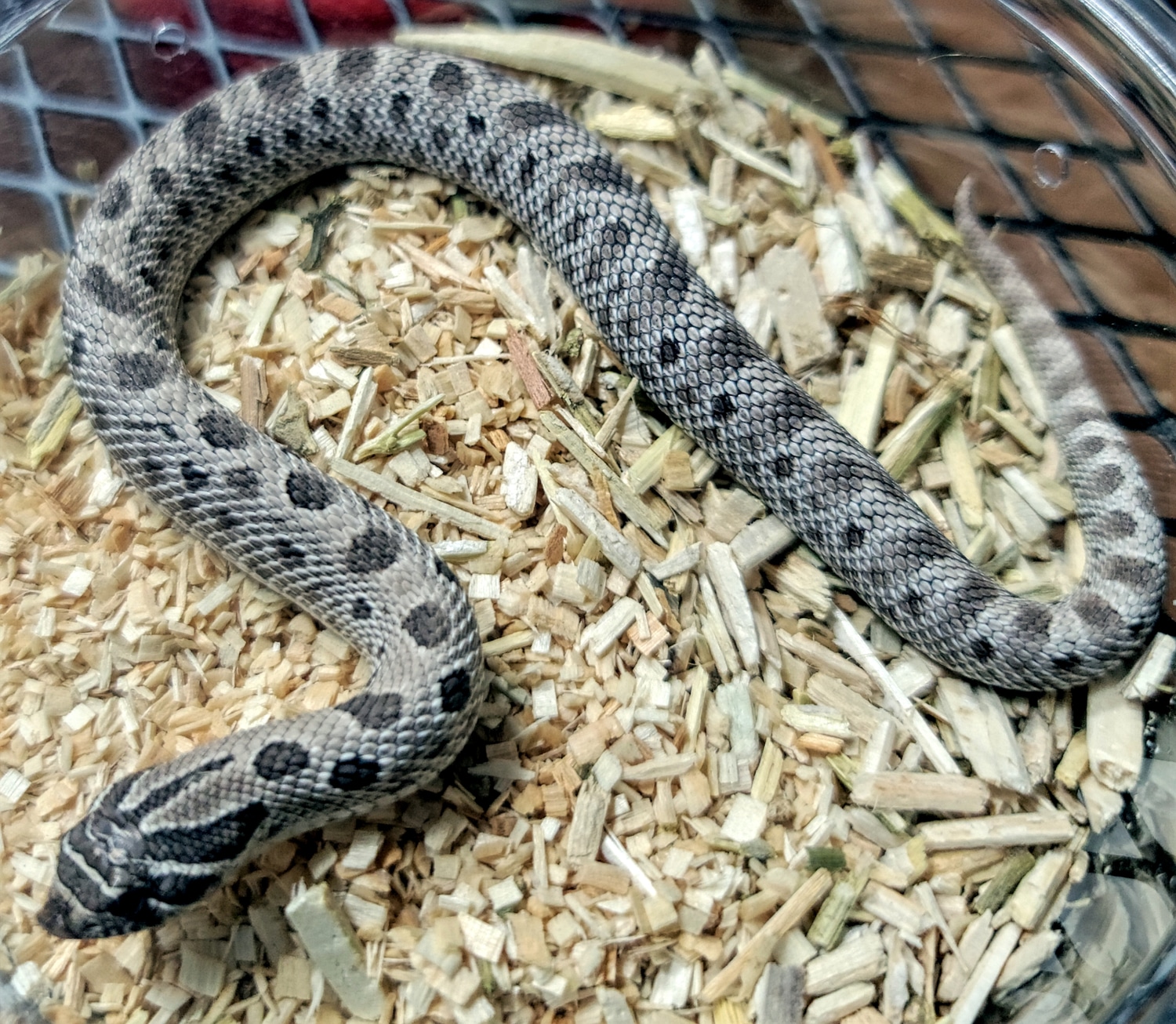 Female Purple Line Axanthic Conda Het Albino Western Hognose by ...