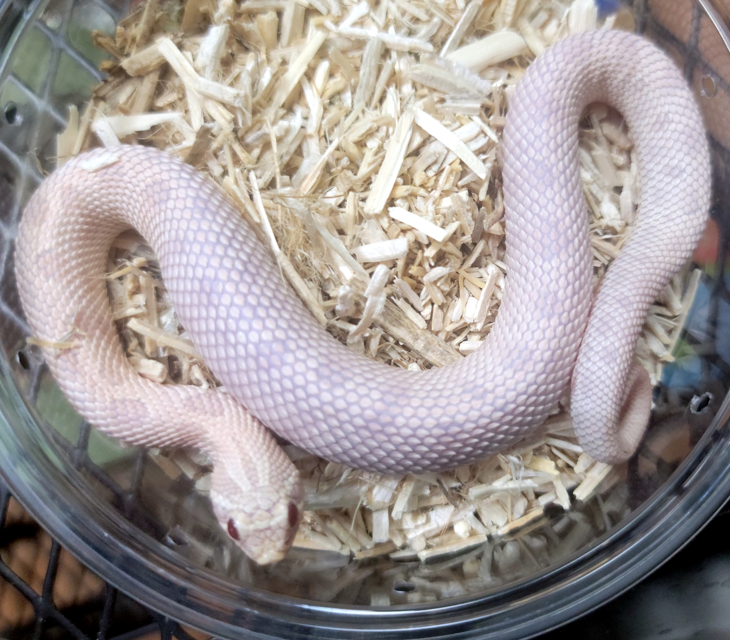 Purple Line Snow Conda Western Hognose by SoCalHerps - MorphMarket