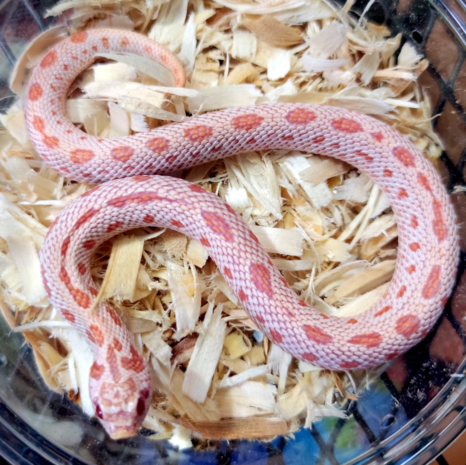Albino Super Arctic Conda 50% Het Sable Western Hognose by SoCalHerps ...